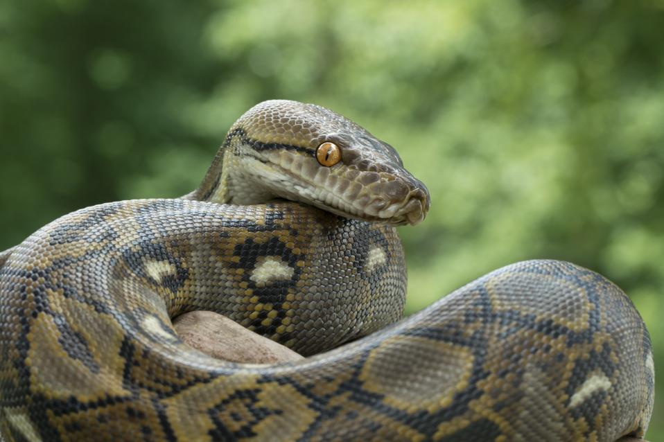 Meet 3 ‘Giant’ Snakes That Prey On Primates—Including Humans