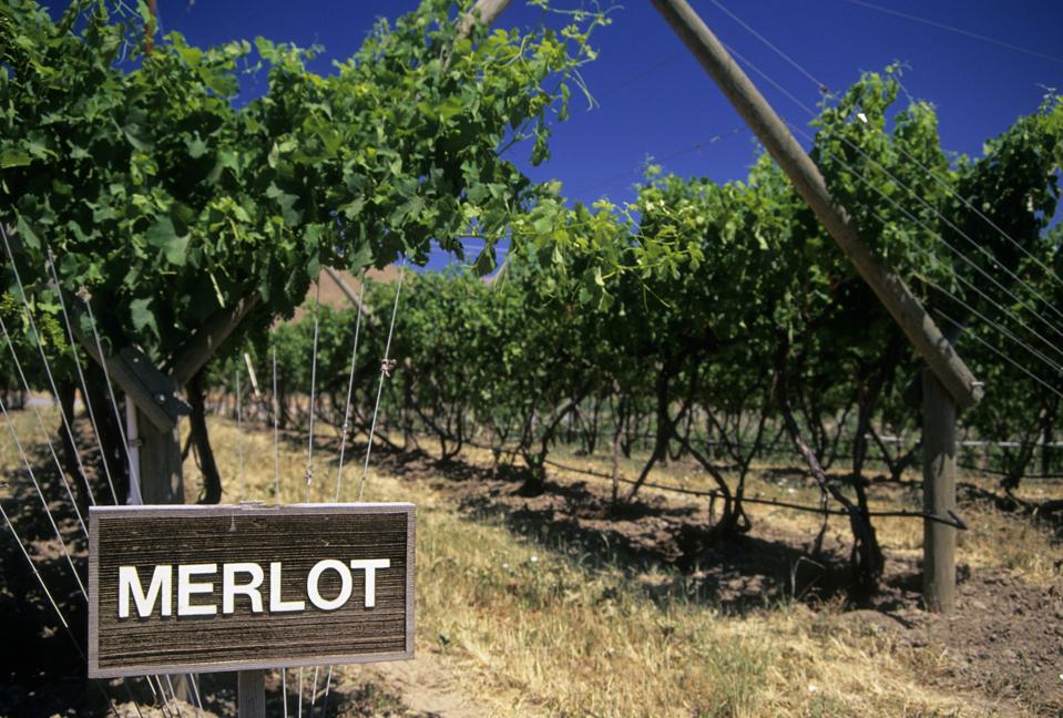 Grape Basics: The Essential Guide To Merlot
