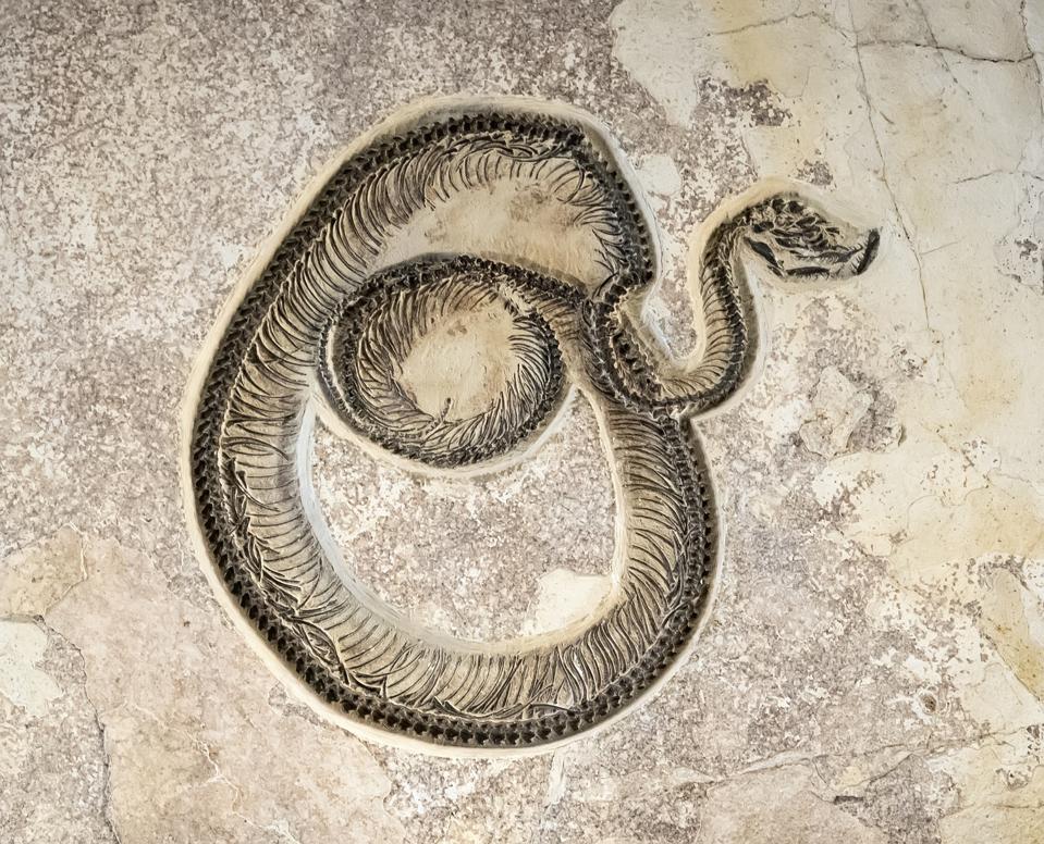 An Ancient, 45-Foot Serpent Is Unearthed In India—Possibly The Biggest ...