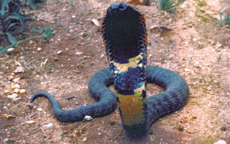 Meet A New Species Of ‘Spitting Cobra’—The Problem Is, It May Already ...