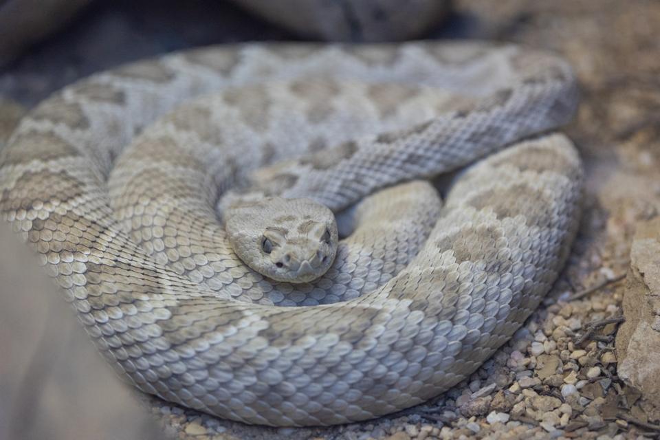 Why The World’s Rarest Rattlesnake Is A ‘Scientific Masterpiece ...
