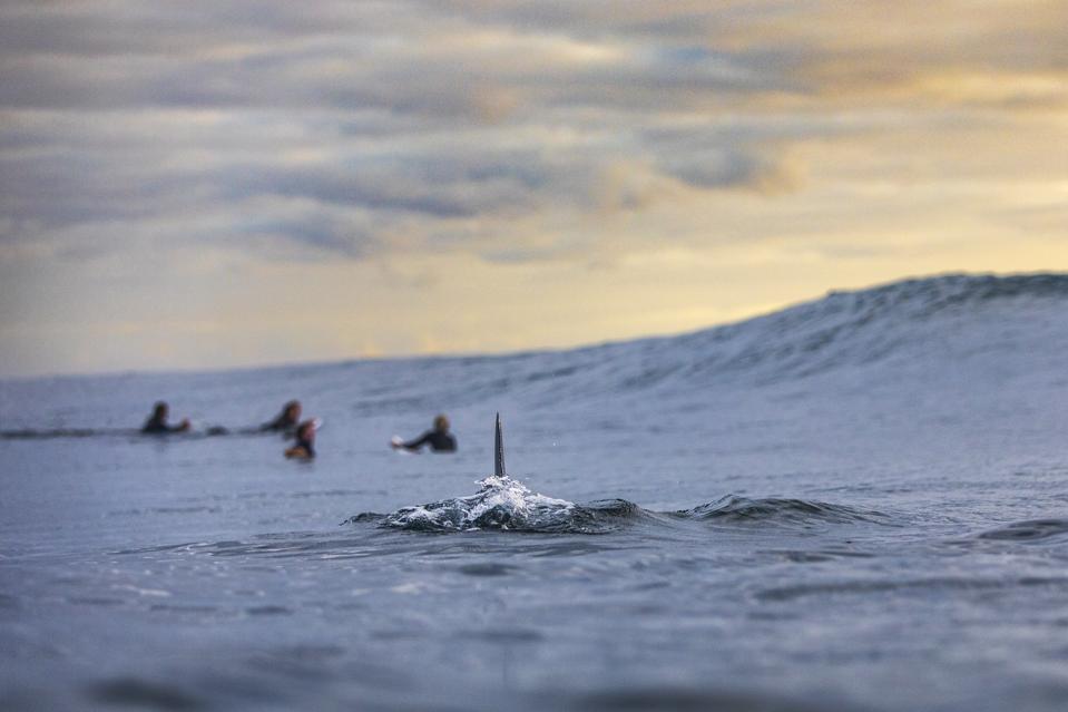 Shark Attacks, Bear Maulings And Snake Bites—A Biologist Examines The ...