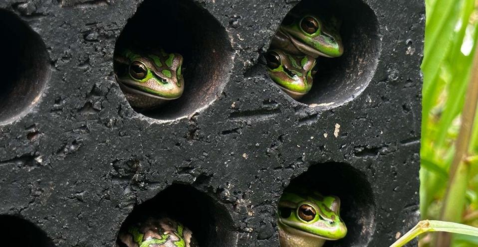 Frog ‘Saunas’ Help Endangered Frogs Survive A Deadly Fungal Pandemic