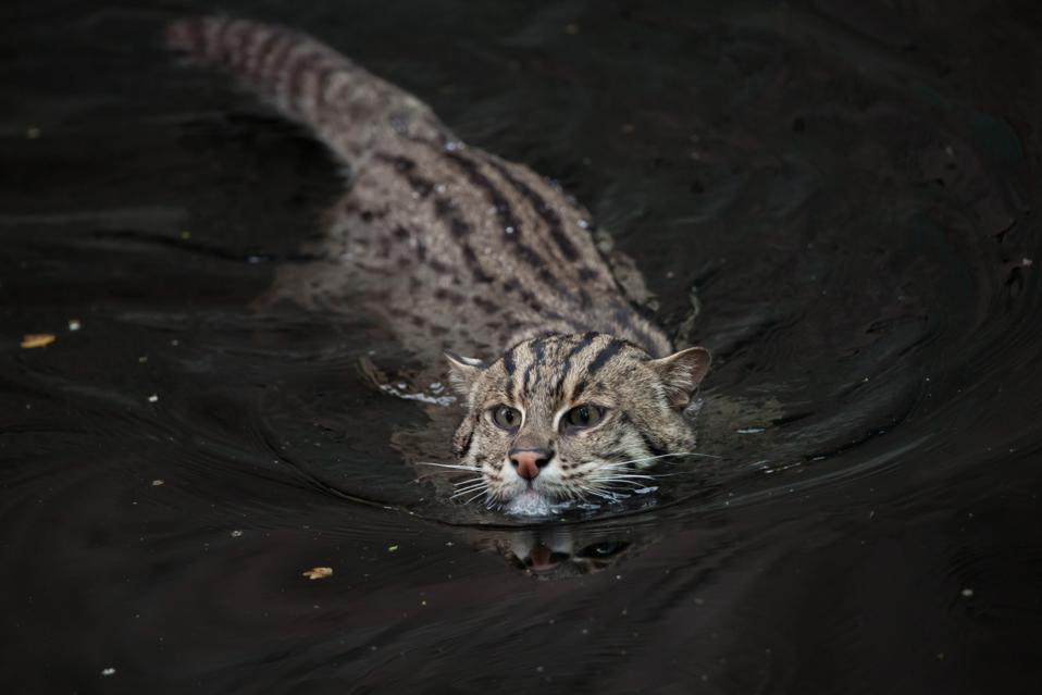 This Aquatic Wildcat Quacks Like A Duck—And Is Feared To Be Extinct In ...
