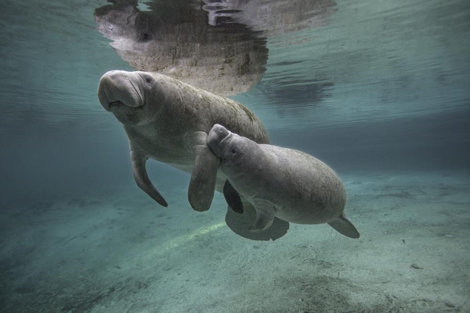 Closing The Gaps To Achieve Wildlife Survival