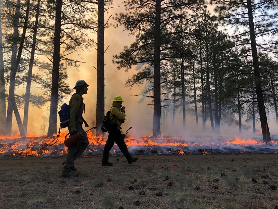 Why Prescribing Fire Leads To Healthier Forests And Safer Communities ...