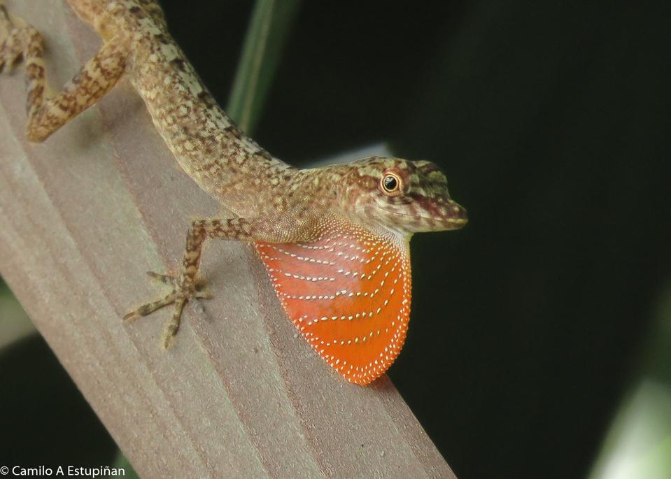 How Do You Tell Colombia’s Bright, Zany Anole Lizards Apart?