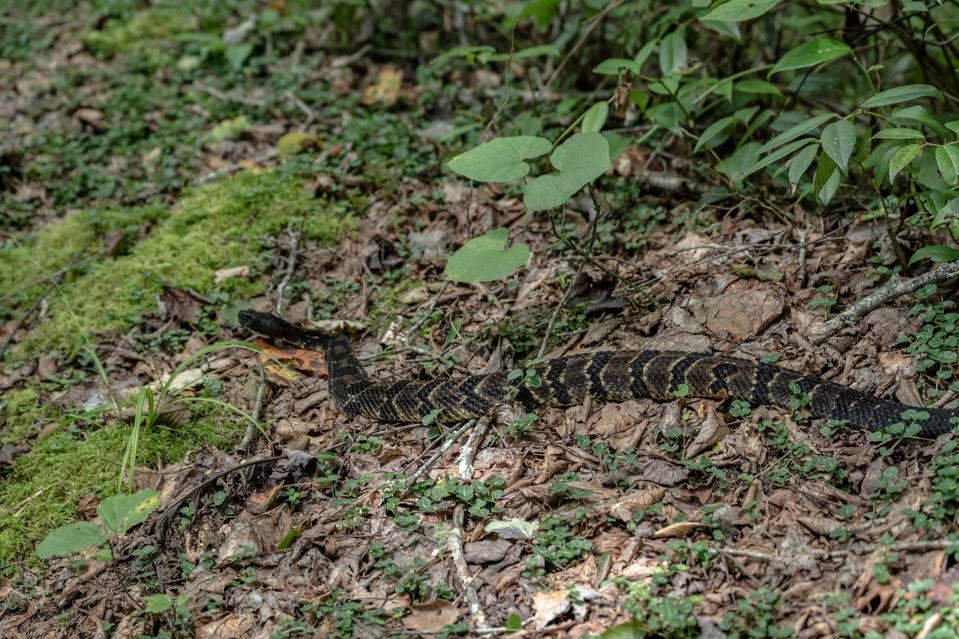 Meet The Only 2 Venomous Snakes Of America’s Most Popular National Park ...