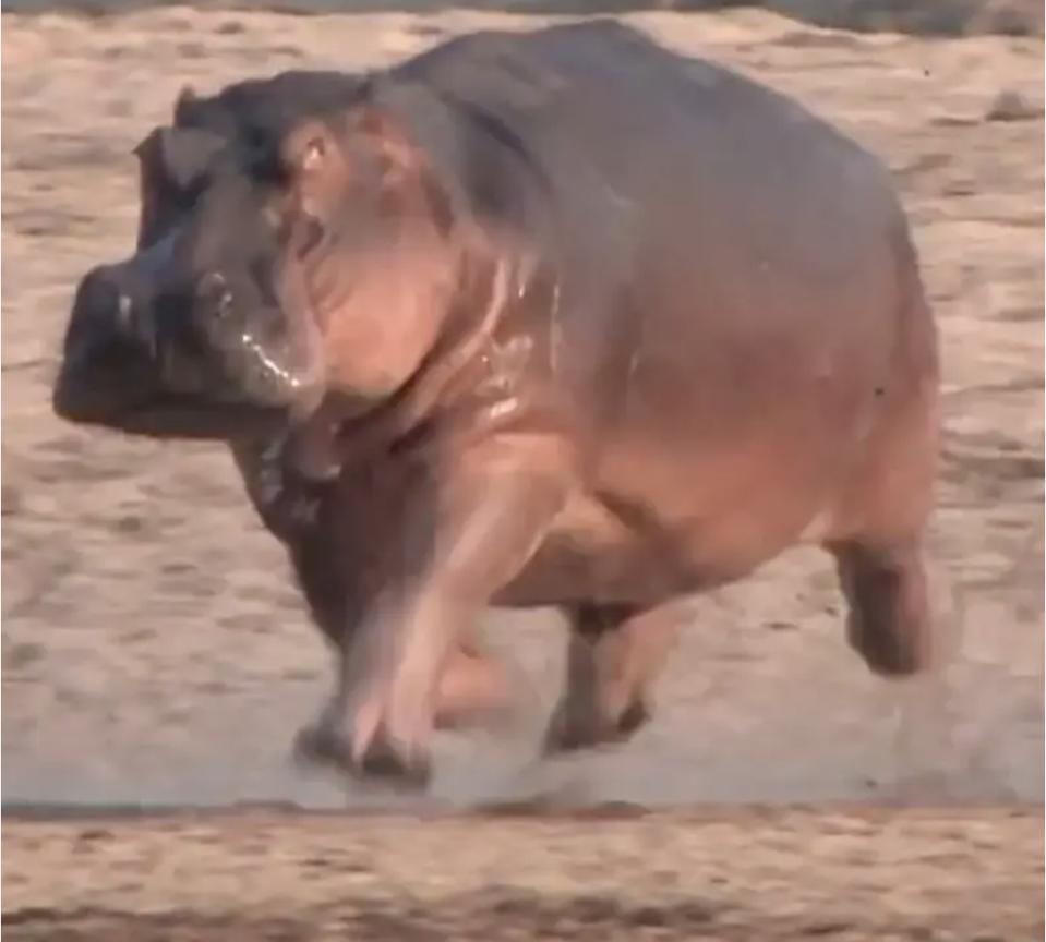 When Hippos Fly: Hippopotamuses Can Move So Fast They Become Airborne