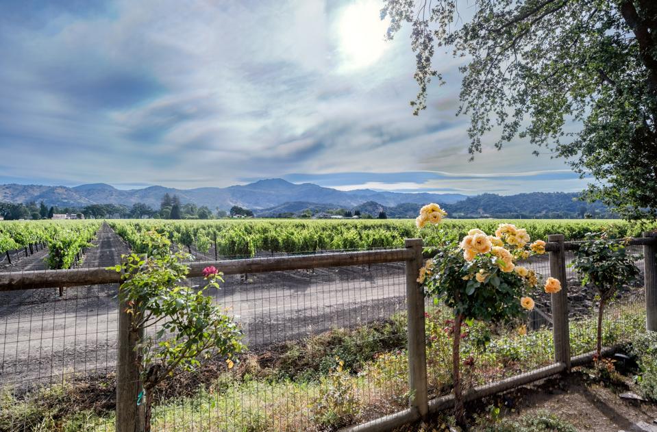 3 Different Reasons To Go To Napa Valley
