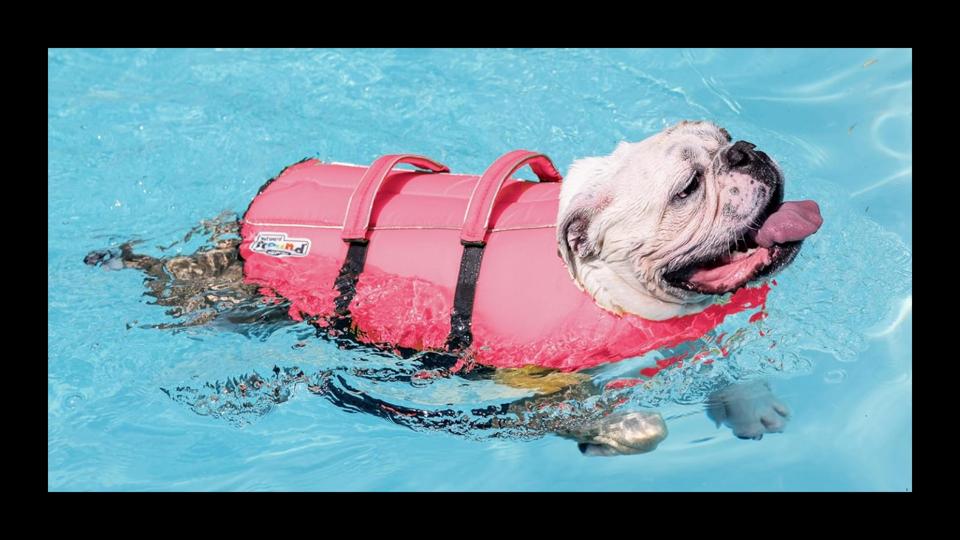 Best Dog Life Jackets 2024 - Forbes Vetted