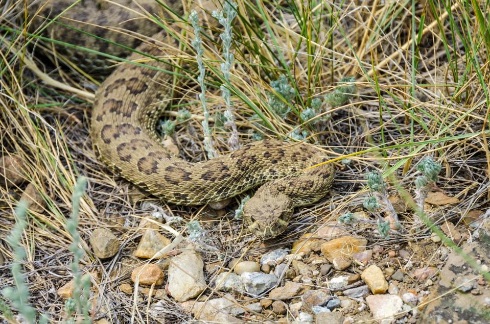 Meet The 5 Snakes Of America’s Most Iconic National Park (Fact: Only ...