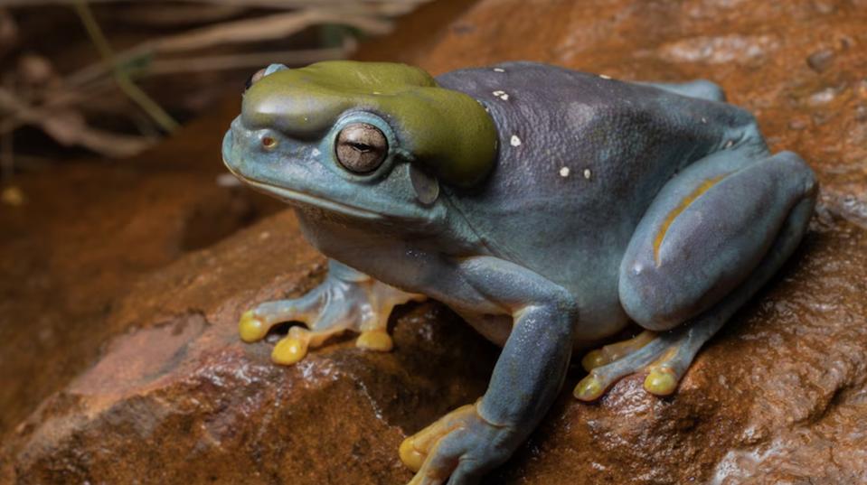 Rare Genetic Mutation Turns Green Frog Blue, Surprising Scientists