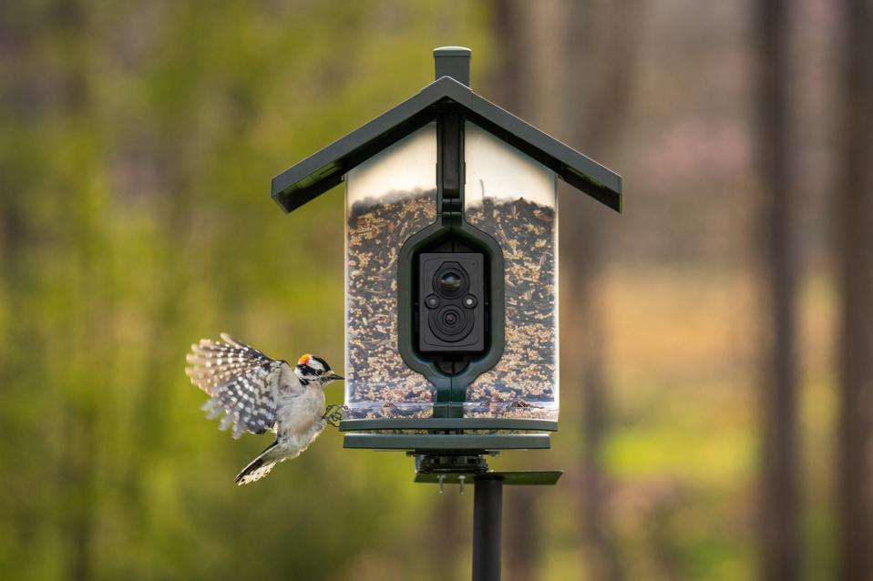 This High-Tech Bird Feeder Is The Perfect Gift For Traveling Birdwatchers