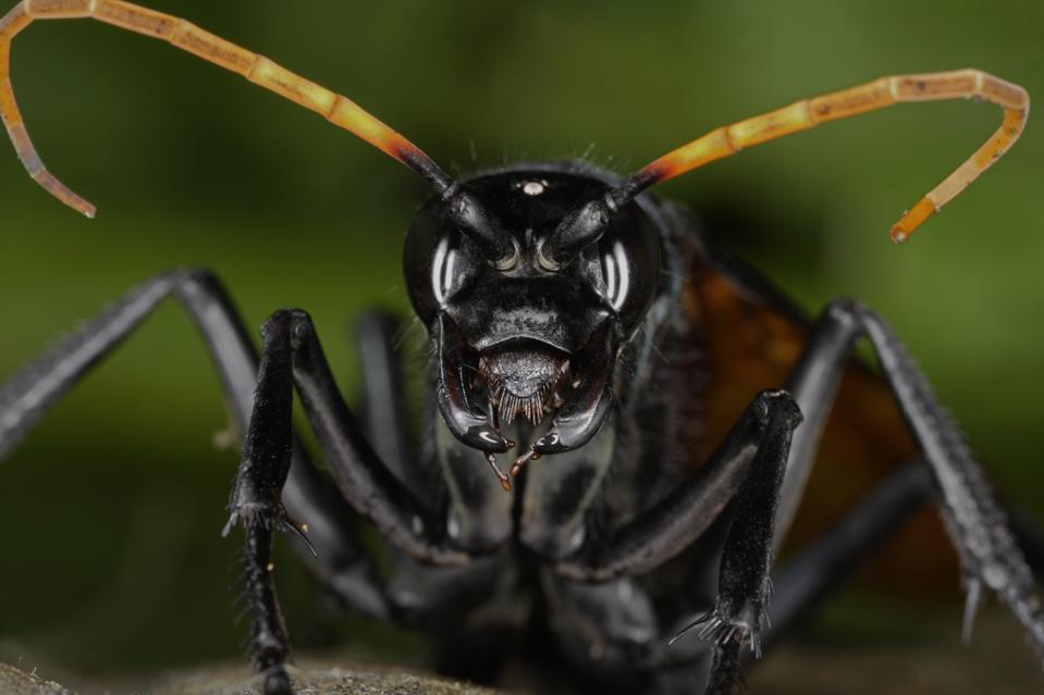 Here’s Why The ‘Tarantula Hawk’ Belongs In Your Nightmares