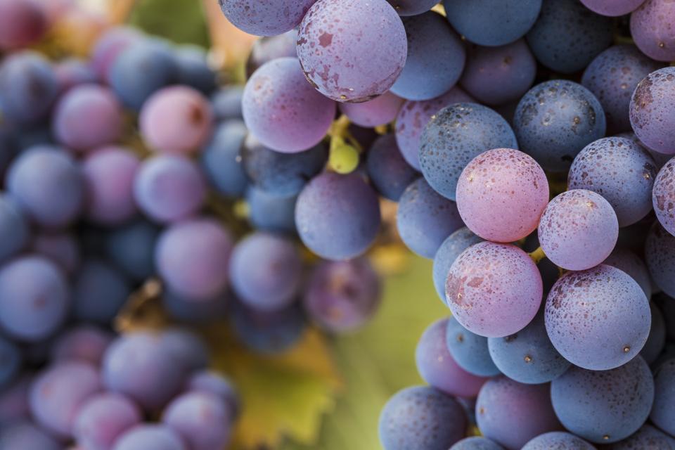 Why Pinot Noir Is A Fan-Favorite Red Wine—And How To Best Enjoy It