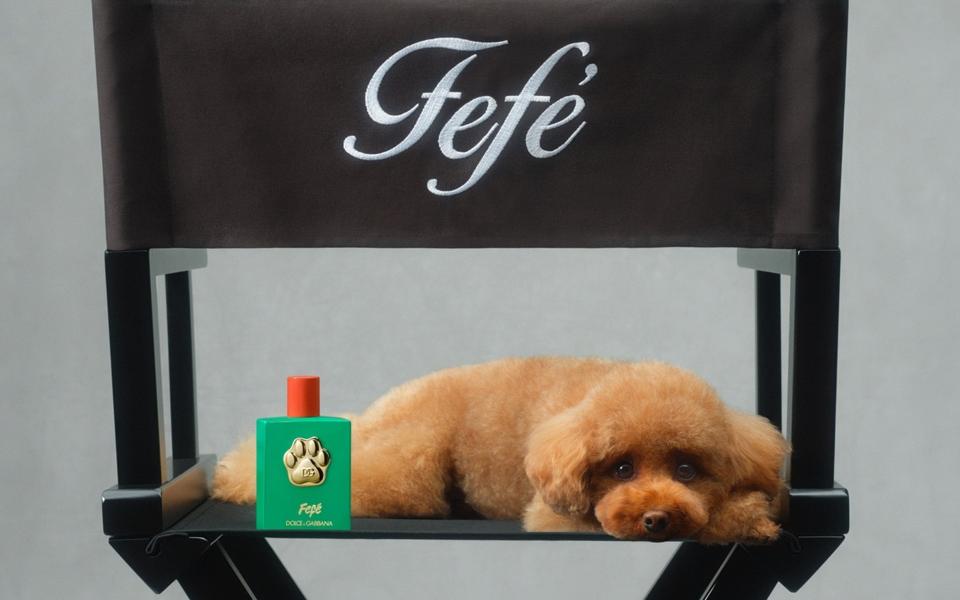 Dolce & Gabbana Debuts $108 Dog Perfume With ‘Woody Creamy’ Undertones