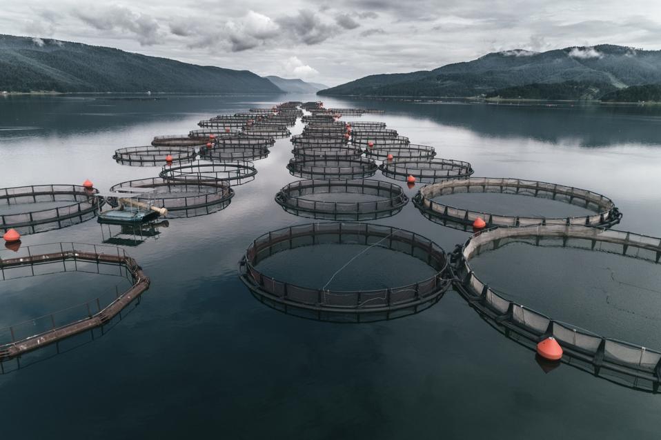 Why Fish Welfare Matters