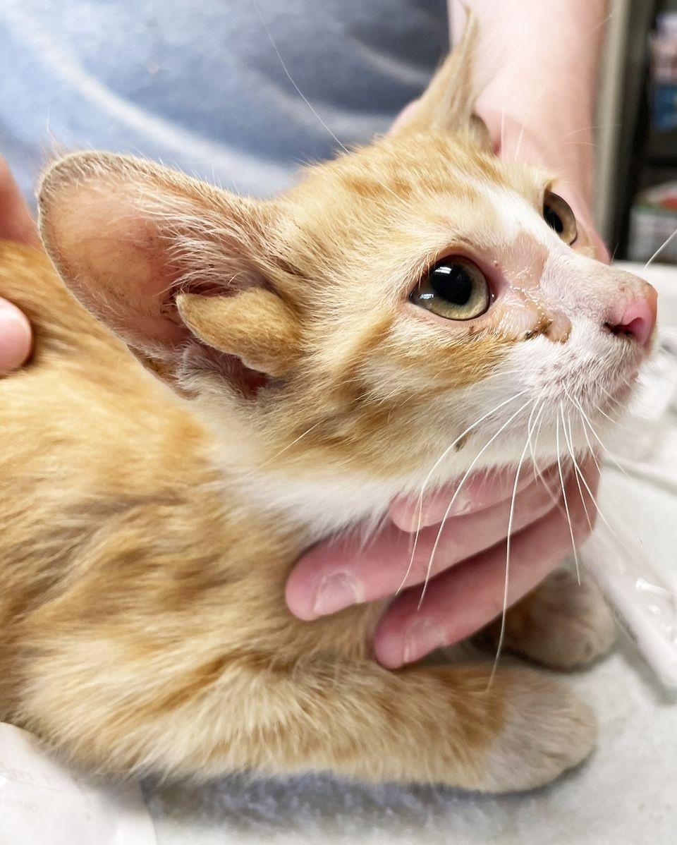 Rare Four-Eared Kitten Gets New Life Through Rescue