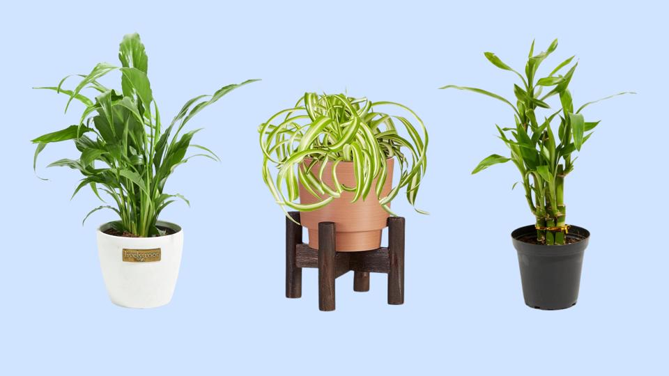 Best Low-Light Indoor Plants 2024 - Forbes Vetted