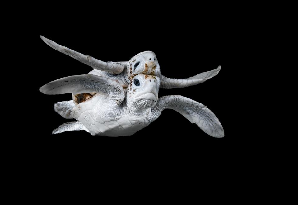 20 Dramatic Marine Photos Shortlisted For Ocean Photographer Of The Year