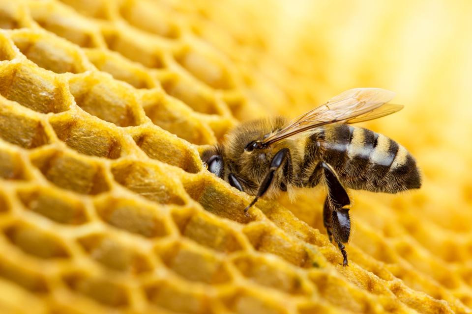 5 Lessons Bees Teach Us To Build A Hive-Minded Workplace And Career