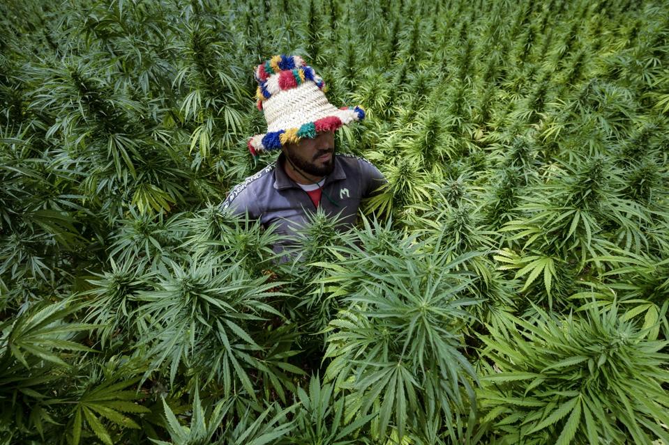 King Of Morocco Pardons Over 4,800 Cannabis Farmers