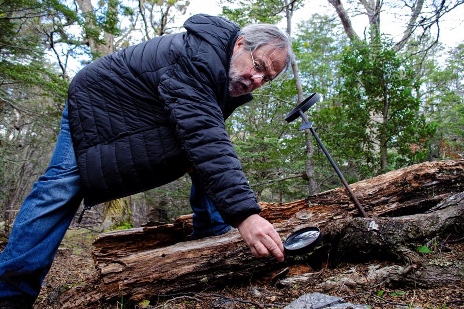 Why Does Fungi Often Get Overlooked As A Nature-Based Solution?