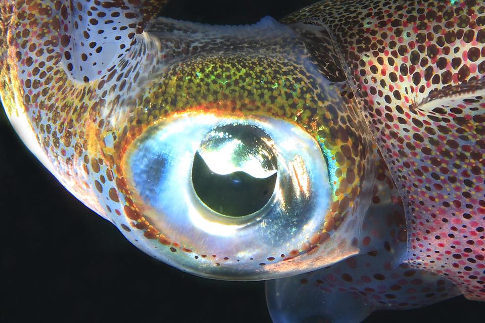 Why The Colossal Squid Also Has The Most Colossal Eyes In The Animal ...