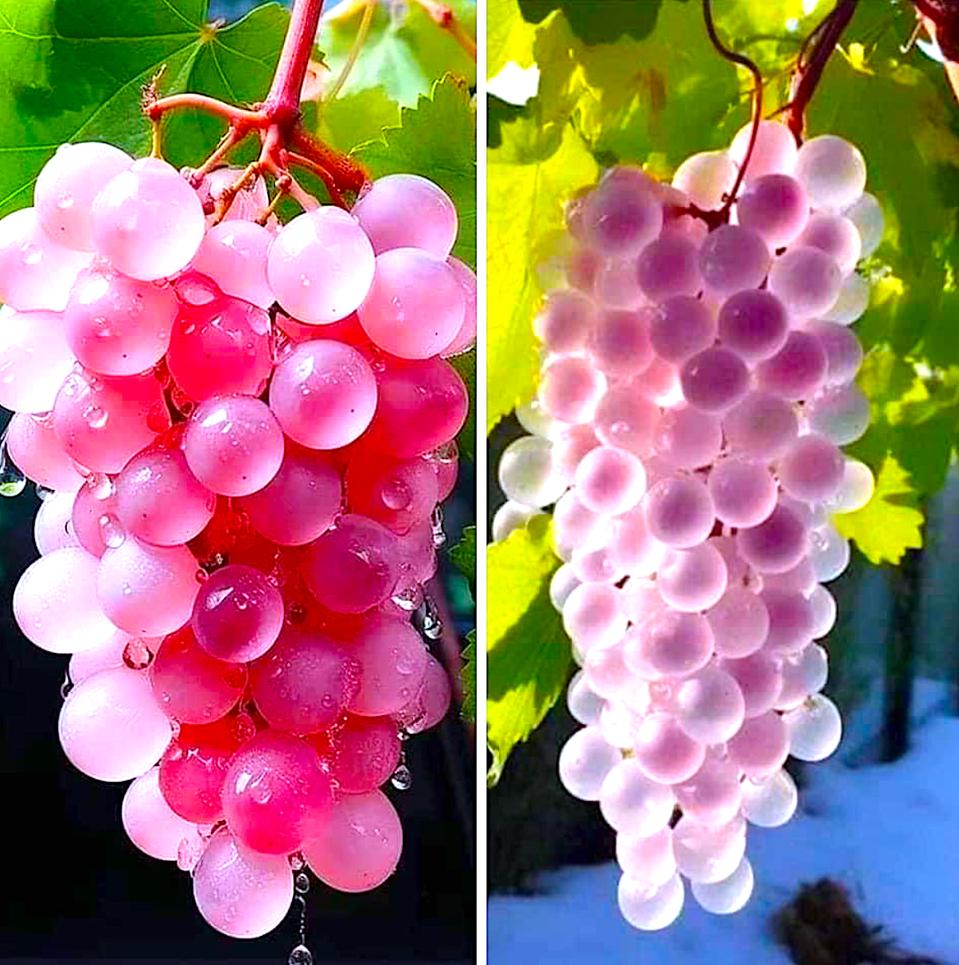 What To Pair With Japanese Food? Award-Winning Japanese Wines Are Now ...