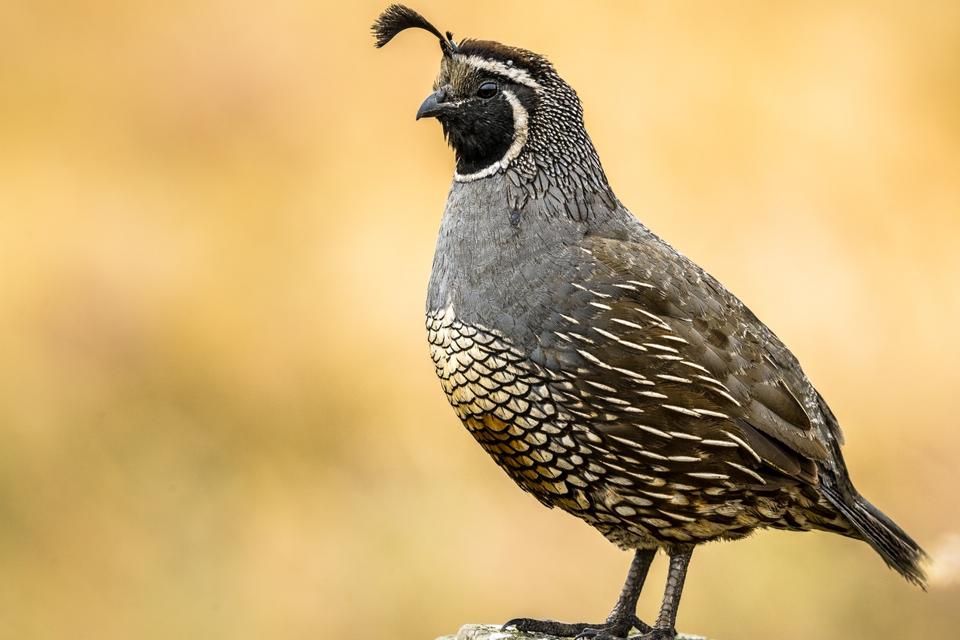 5 Essential Birdwatching Destinations Across Southern California