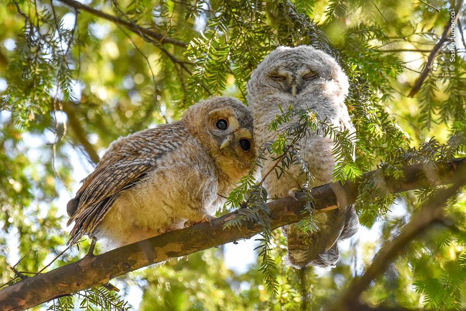 14 Beautiful, Startling Wild Animal Images: A Wildlife Photographer Of ...