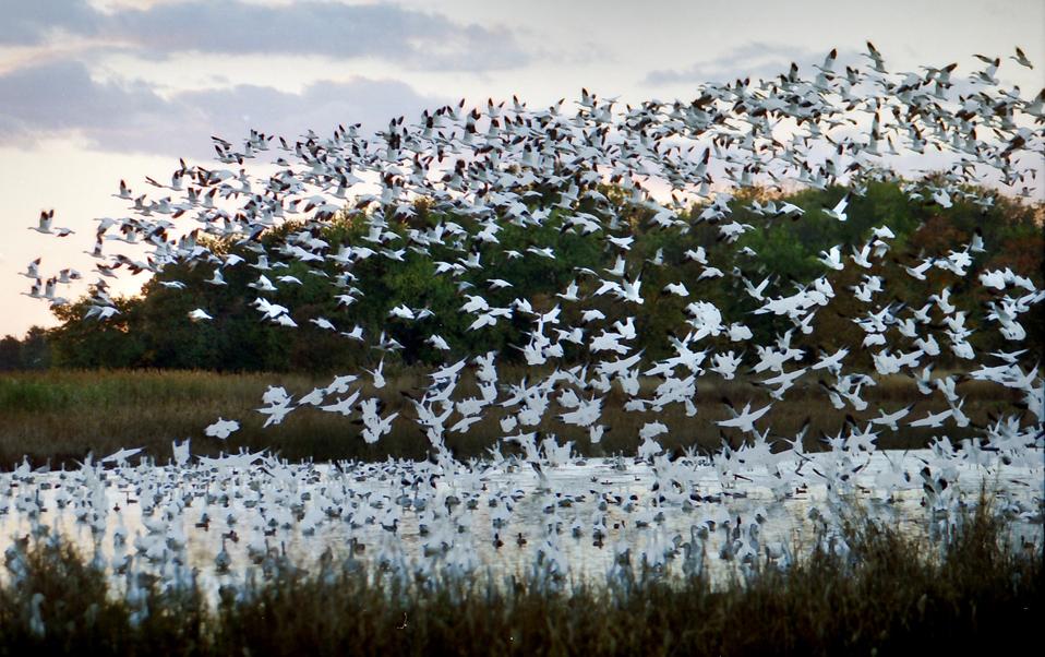 Birds Abound Across Delaware’s Bombay Hook National Wildlife Refuge