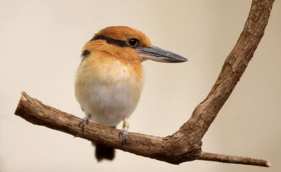 Extinct-In-The-Wild Guam Kingfisher Readying For Release On Remote ...