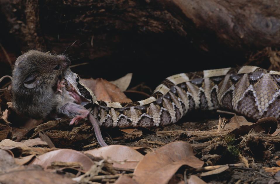 3 Nightmarish Facts About The ‘Gaboon Viper’—Fang Length, Venom Yield ...