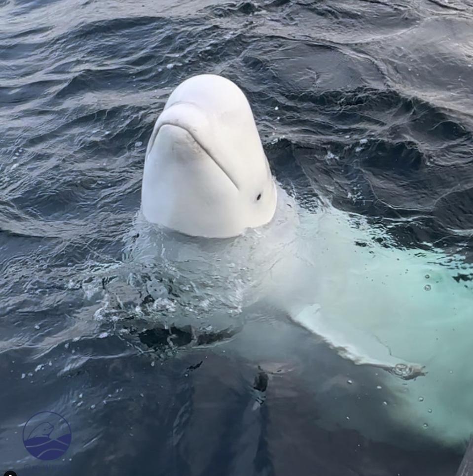 Beluga Whale Accused Of Being A Russian Spy Feared Shot To Death