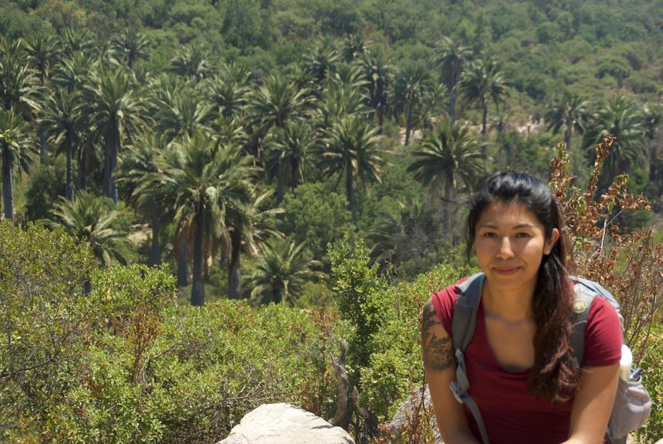 How Do Scientists Find Out Where Colombia’s Palm Trees Came From?