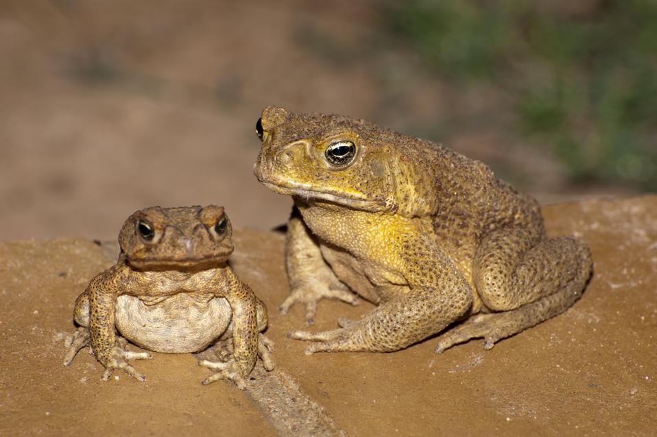 How One Cane Toad Disrupted An Entire Ecosystem—And Ignited A Yearly Purge