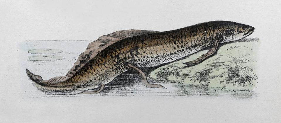 6 Ancient Fish That Have Both Gills And Lungs—And Survive Today In ...