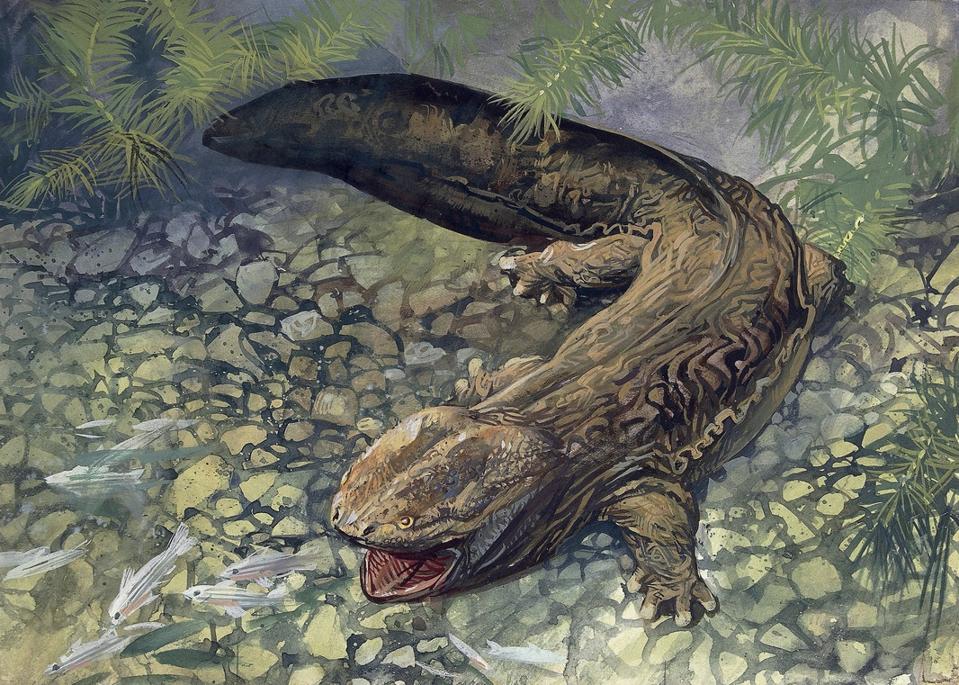 Citizens Fear Danger To Rare Japanese Salamander From Mega Solar