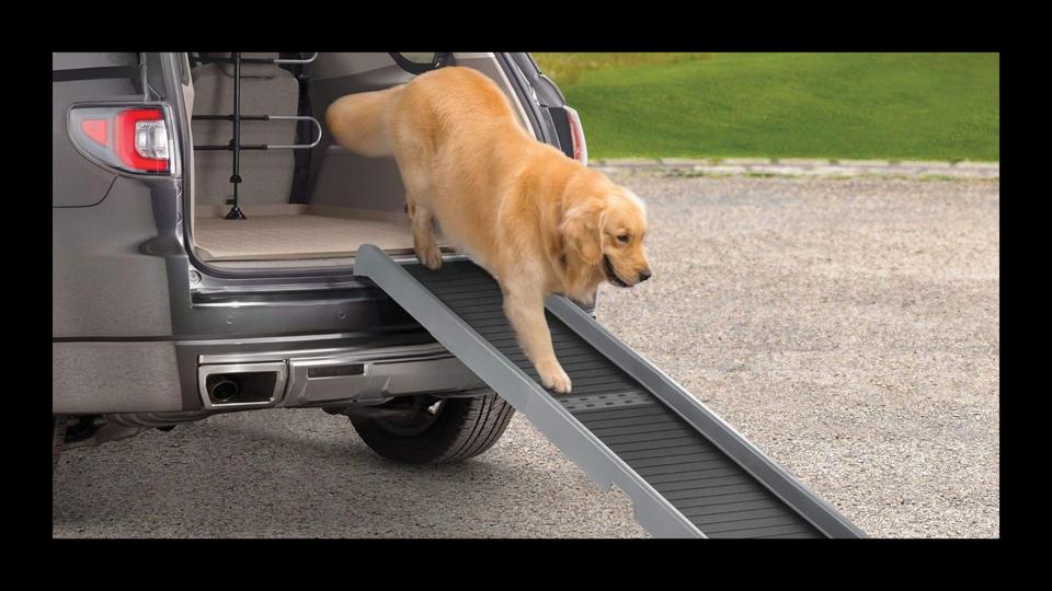 Best Dog Ramps 2024 - Forbes Vetted