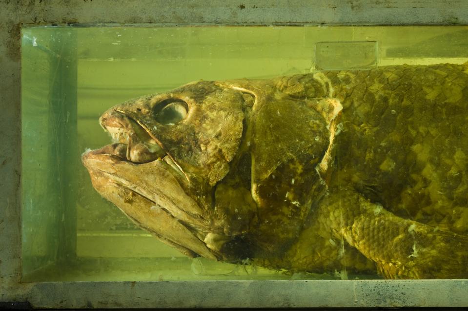 Meet The World’s Oldest Fish—Presumed Extinct For 60 Million Years ...
