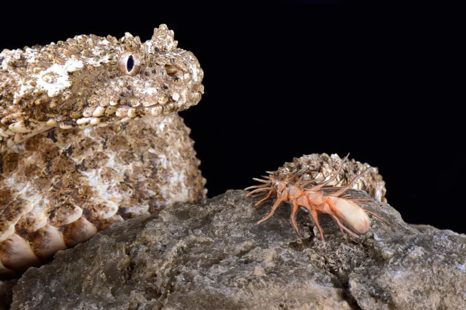 This Deadly Viper’s Spider-Like Tail Is Its Secret Weapon For Hunting