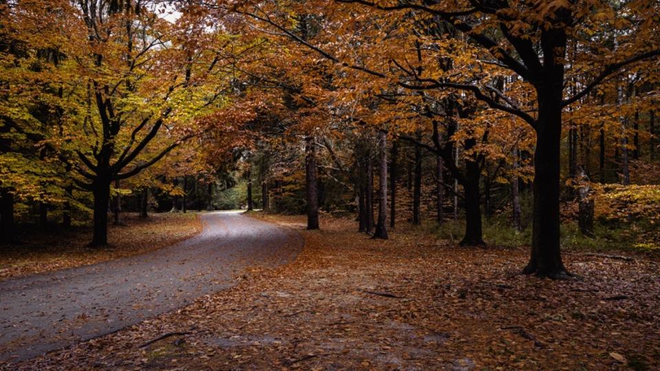 Trees With Pretty Fall Leaves