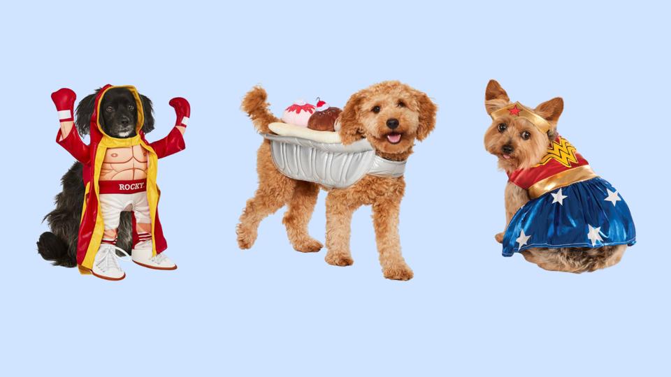 Best Dog Costumes 2024 - Forbes Vetted