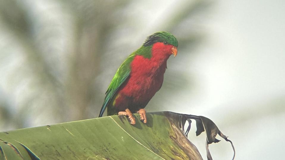 Wildlife Spotlight: Searching For French Polynesia's Native Parrots