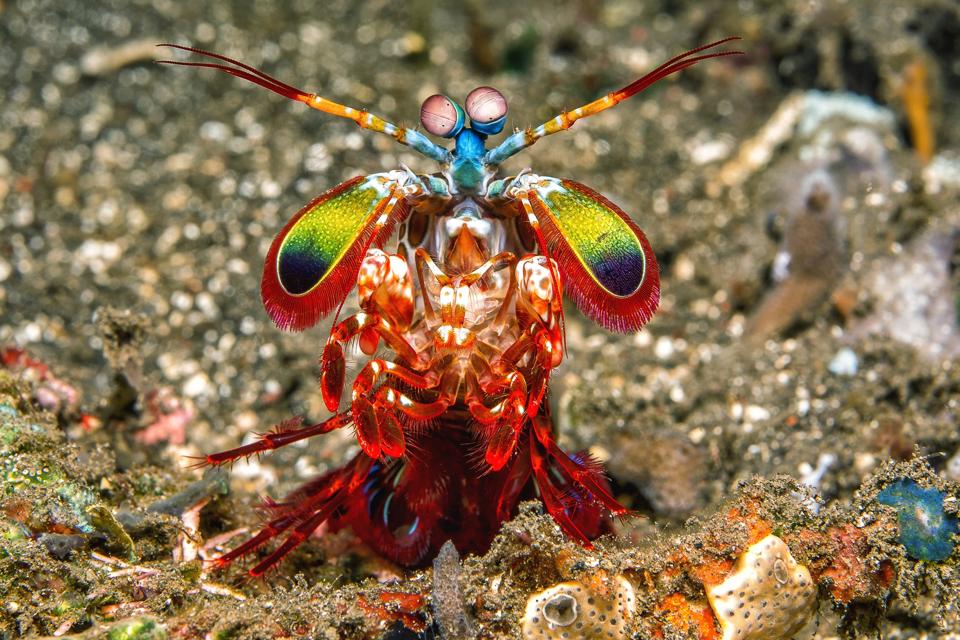 The ‘Mantis Shrimp’ Is A True Scientific Marvel—Here’s Why