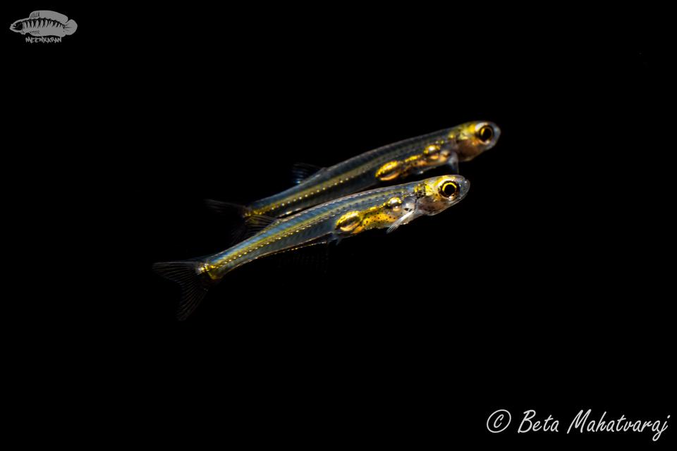 Meet The 12mm Fish That’s As Loud As A Jet Engine