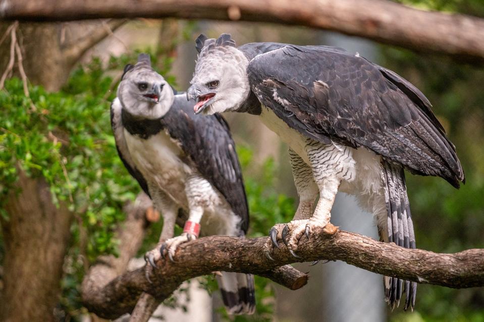 Saving The Harpy Eagle: An Interview With Conservationist Ron Magill