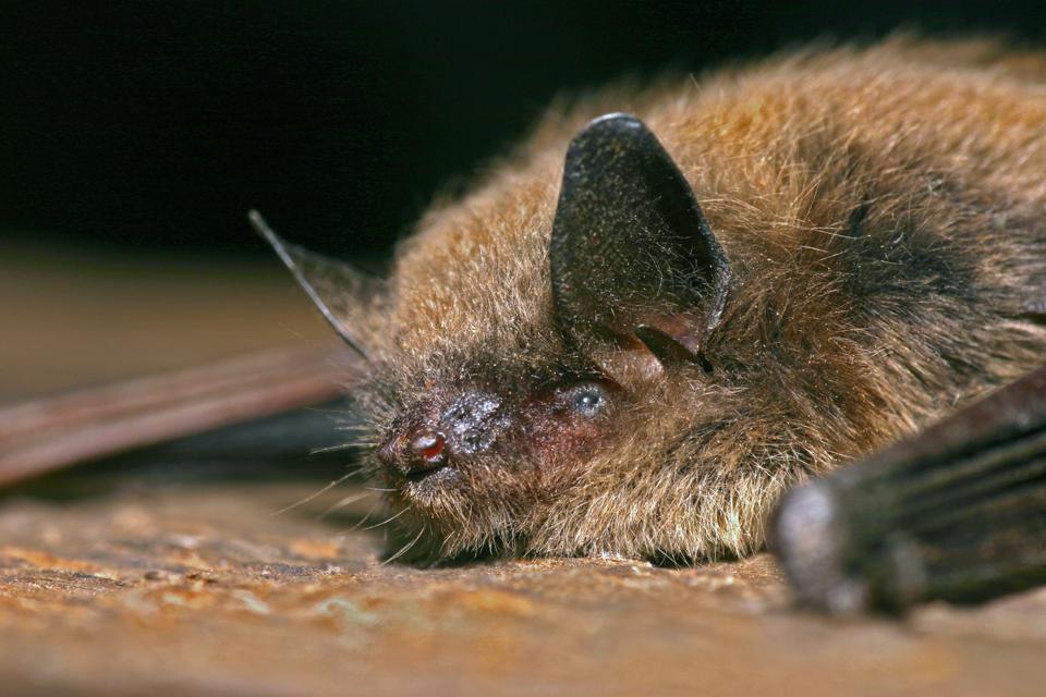 Bat Beauty Contest: Vote Now To Crown The Best-Looking Bat Of Them All